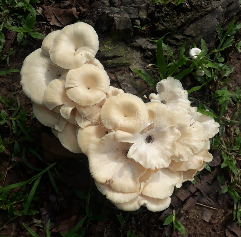 243 Multicellular Organisms Stock Photos - Free & Royalty-Free Stock ...