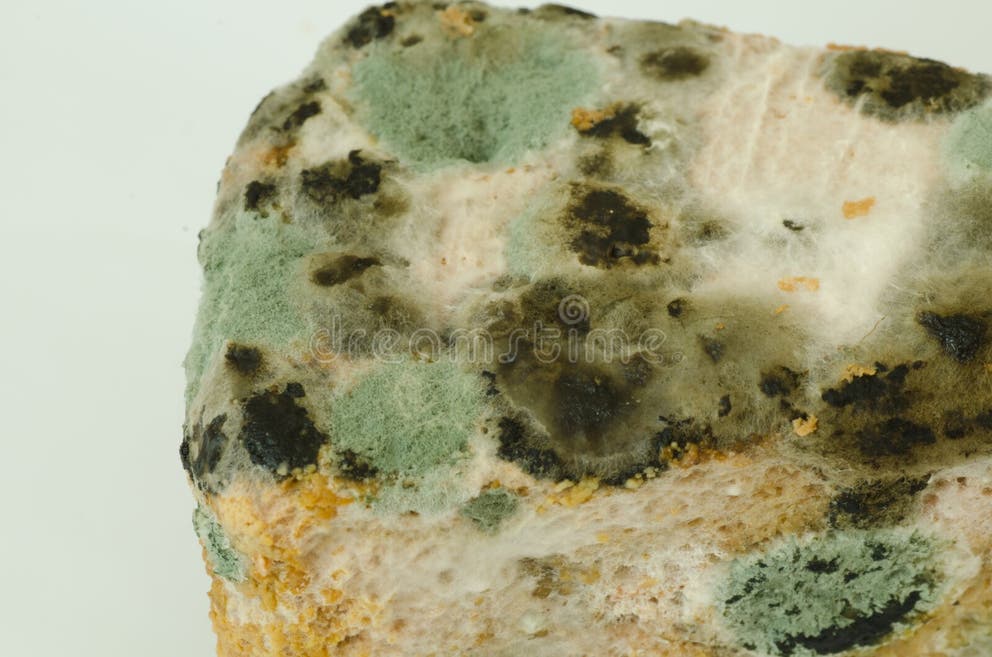 Fungus growing on cake stock photo. Image of cream, dessert - 75755812