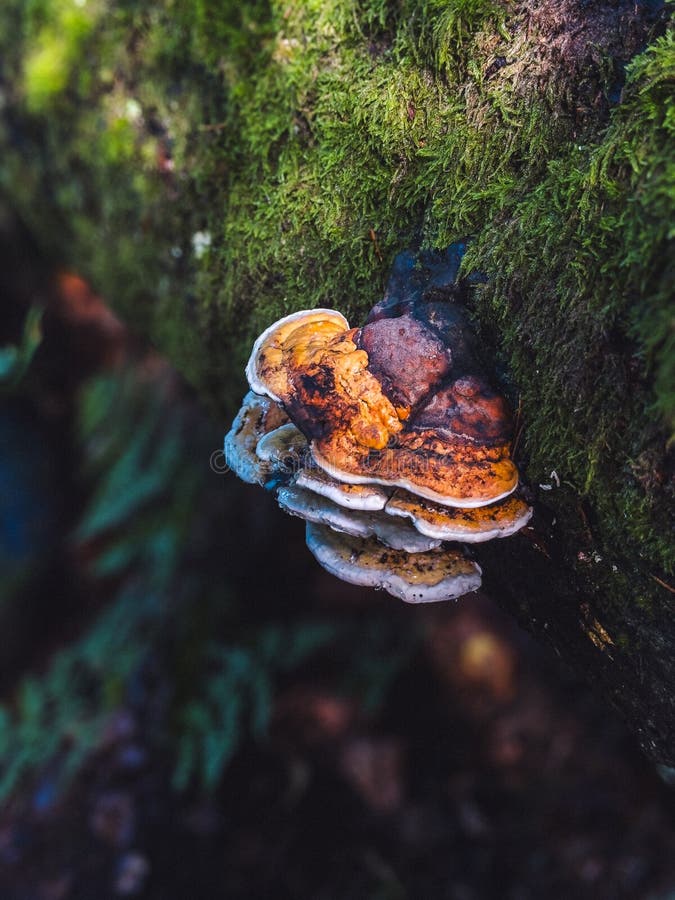 A Fungus Growing on a Fallen Log in the Forest by Some Moss Stock Photo ...