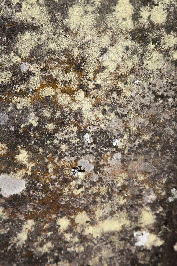 Fungus Growing on Rock Surface Stock Image - Image of lovely, nature ...