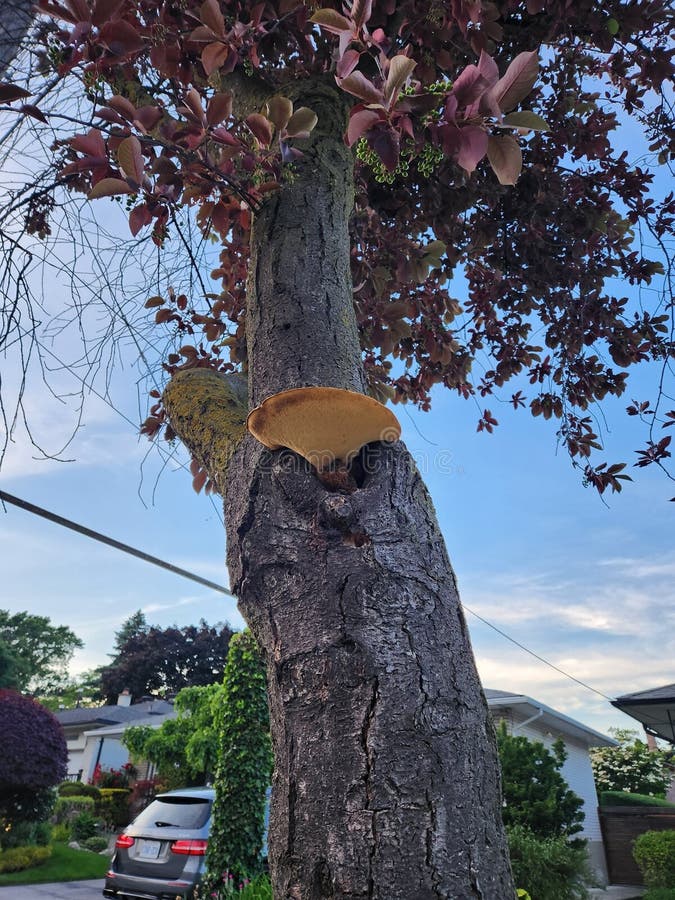 Fungus Growing on a Tree stock image. Image of autumn - 323151433