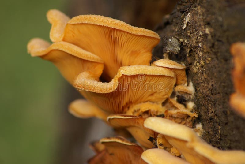 Fungus Growing on Tree Stump Stock Image - Image of fungus, fungi: 1589407