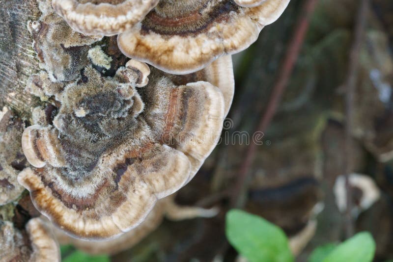 Fungus Growing on Tree Stump Stock Photo - Image of group, botanical ...