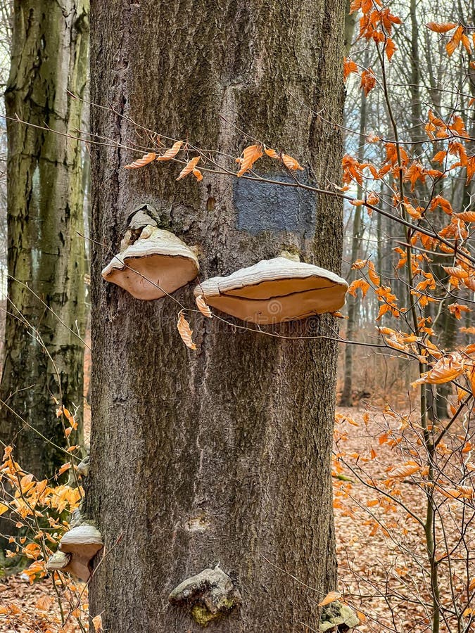 A Fungus Growing on a Tree on the Trunk of an Old Deciduous Tree Stock ...