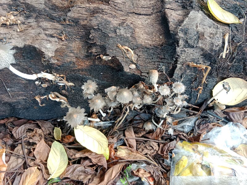 Fungus that Grows in Damp Places. Stock Image - Image of grows, fungus ...