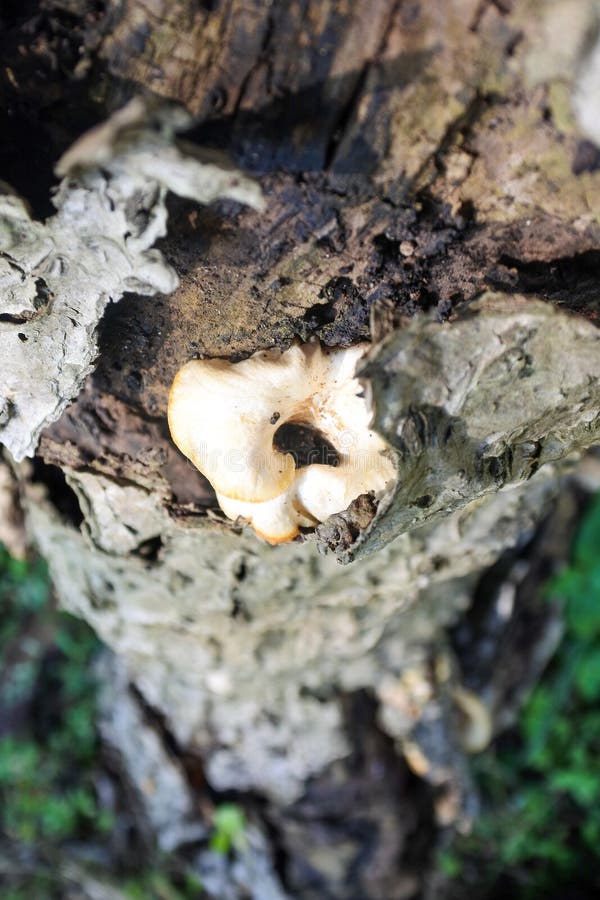 Fungus Grows on Dead Tree Trunks Stock Image - Image of plant, leaf ...