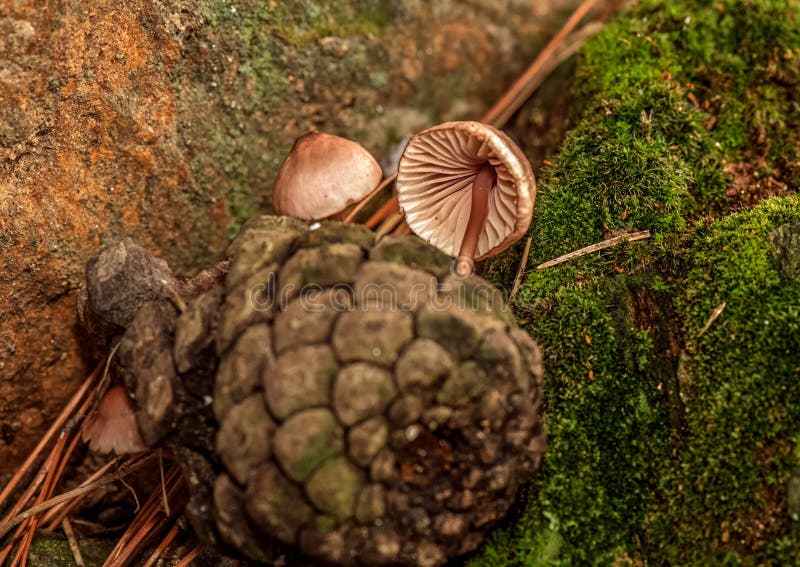 Fungus that Grows Inside Pine Cones Stock Photo - Image of vegetation ...