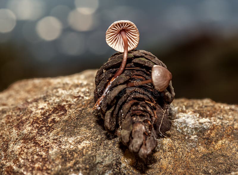 Fungus that Grows Inside Pine Cones Stock Photo - Image of wildlife ...
