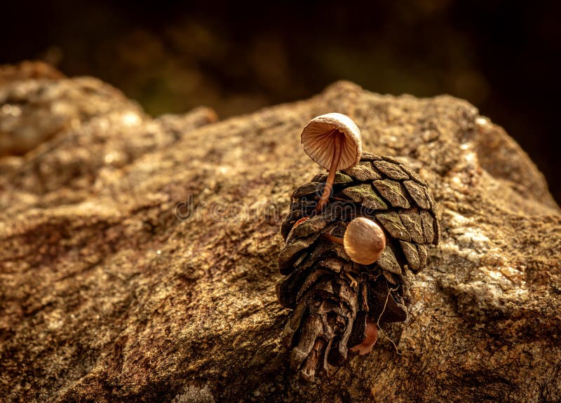 Fungus that Grows Inside Pine Cones Stock Photo - Image of extremadura ...