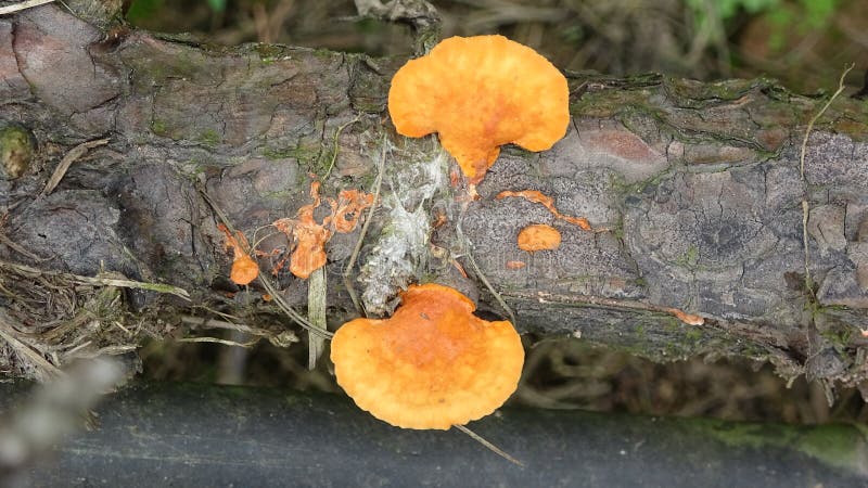 265 Image Picture Dead Human Stock Photos - Free & Royalty-Free Stock ...