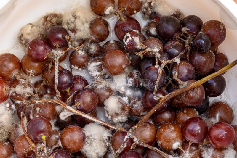 Fungus Grows on Purple Grapes in Containers Stock Image - Image of ...