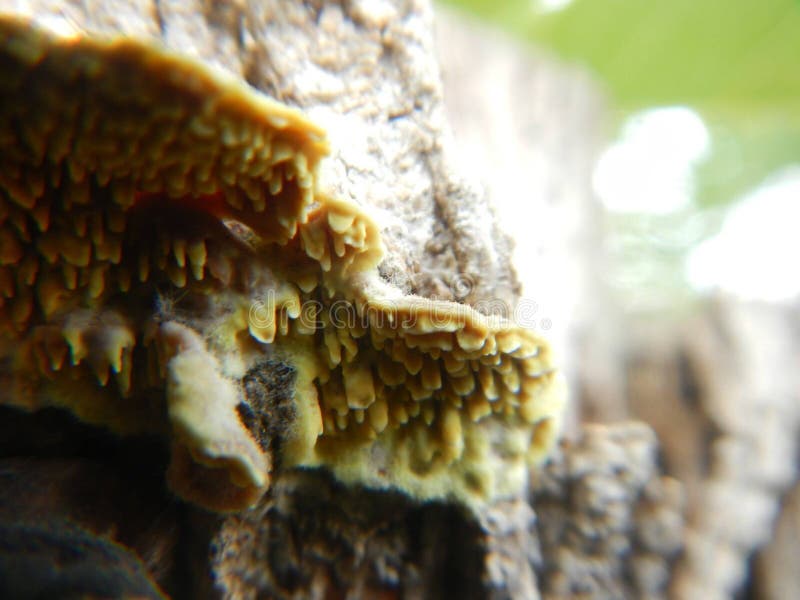 Fungus hangs from a tree stock image. Image of clusters - 368239161