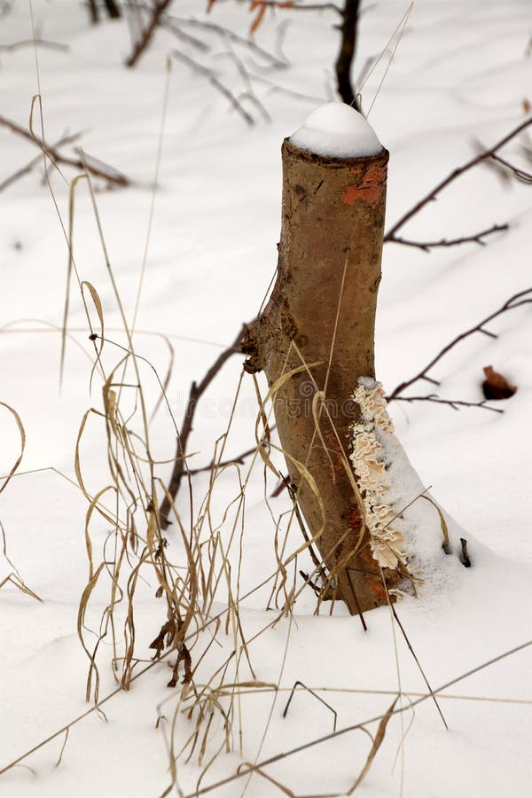Fungus Infestation Stub in the Forest Floor Snowy Stock Image - Image ...