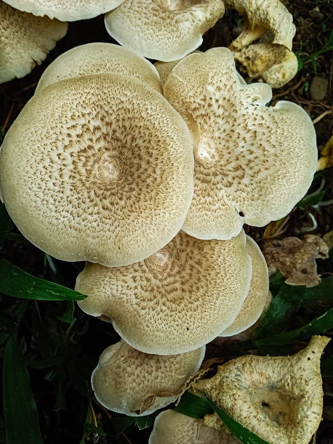 Fungus Lentinus Tigrinus Growing Wild in a Yard Stock Image - Image of ...