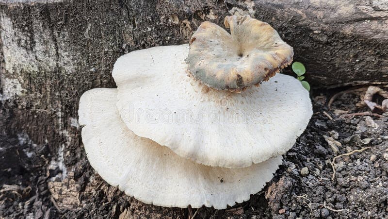 A Fungus that Lives on Dry Tree Roots Stock Image - Image of roots ...