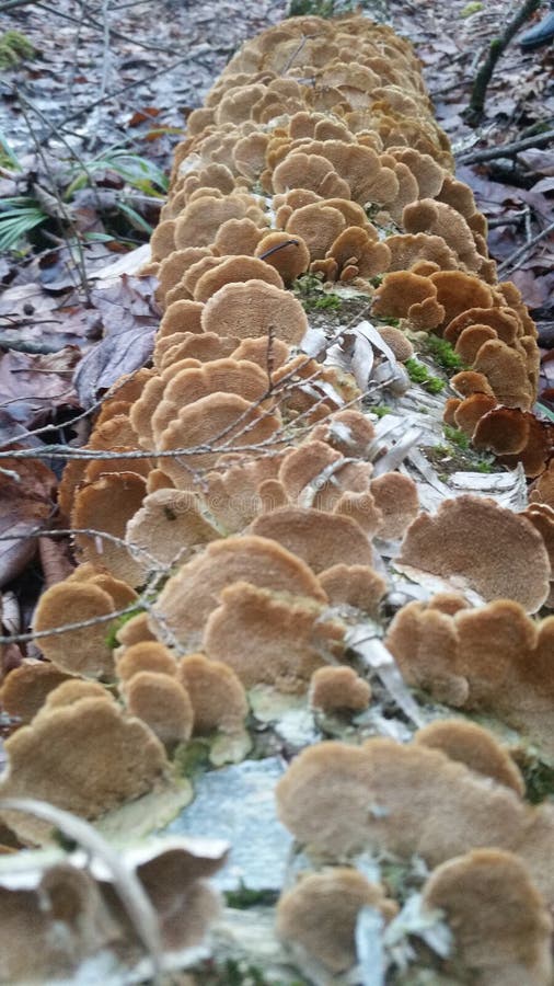 Fungus on a Log stock photo. Image of mountains, catskill - 48724188