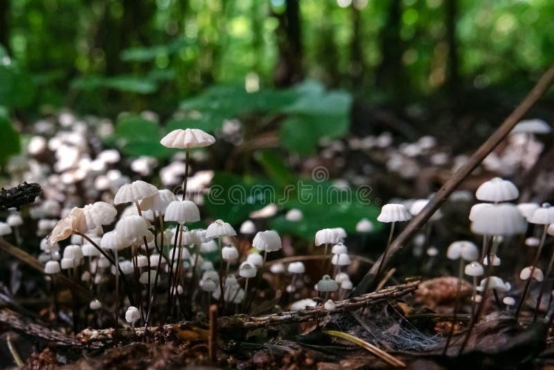 Fungus Marasmius rotula stock photo. Image of woodland - 236677700