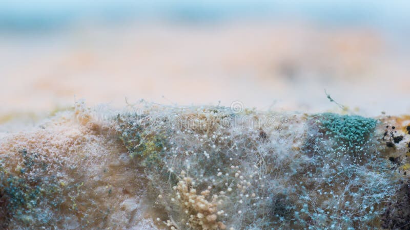 Fungus and Mold on Sliced Bread Stock Image - Image of bacteria, toxic ...