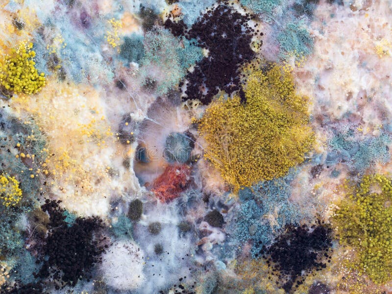 Fungus and Mold on Sliced Bread Stock Photo - Image of biology, nature ...