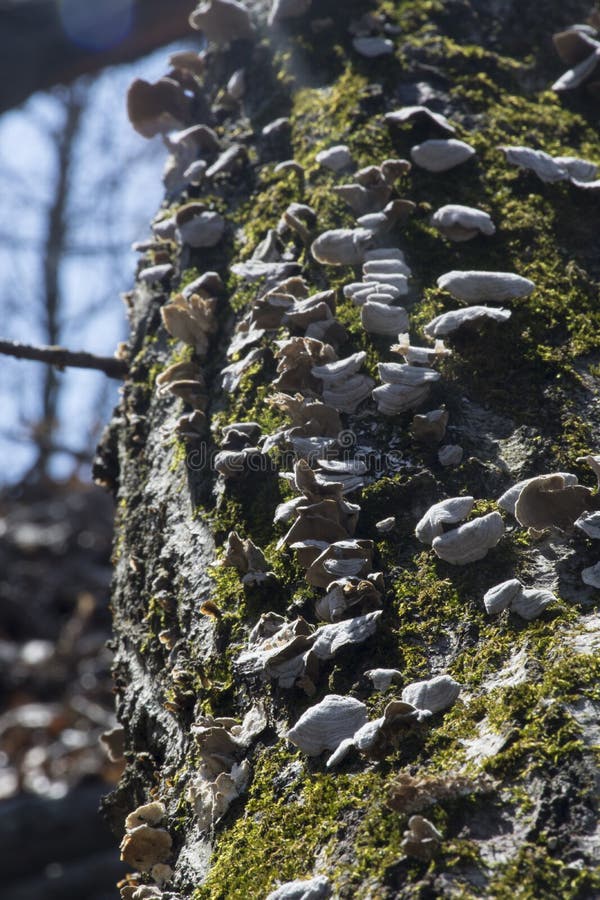 Fungus and moss stock image. Image of moss, grows, standing - 114315991