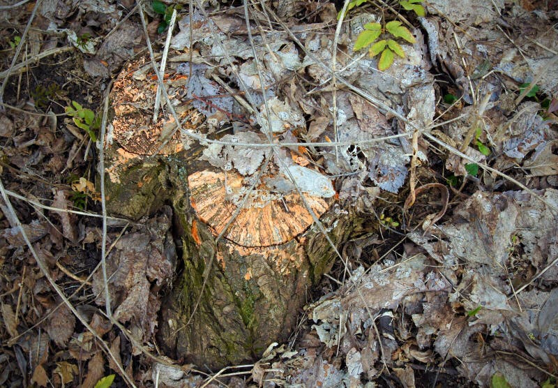 Fungus on the old stump stock image. Image of bark, environment - 214119209