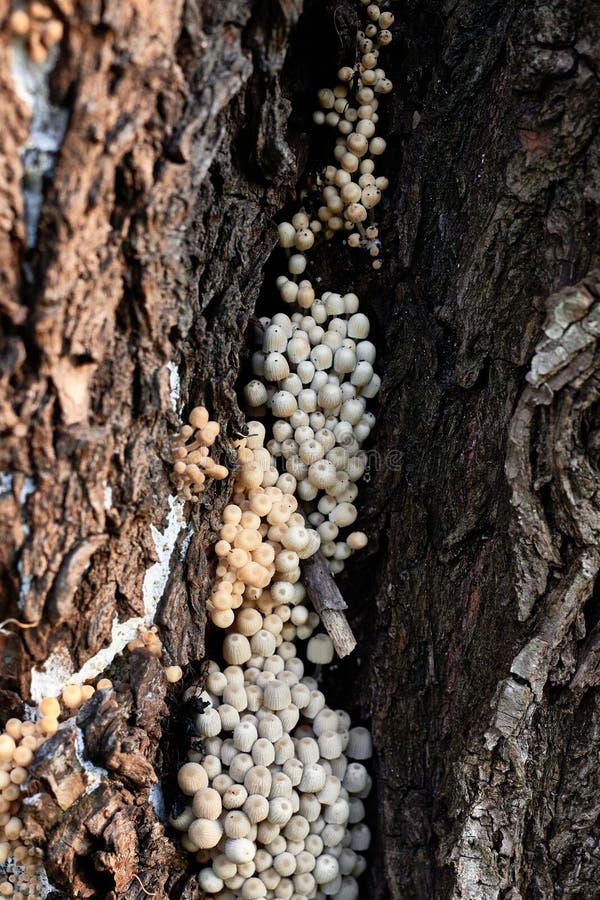 Large Mycelium Growing on a Moss-covered Tree Stock Photo - Image of ...