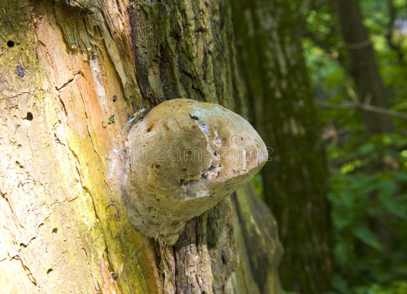 Fungus Parasite on the Tree Stock Image - Image of green, bracket ...