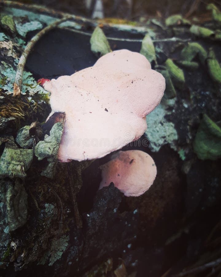 Fungus stock image. Image of fungus, floor, pink, forest - 75776379