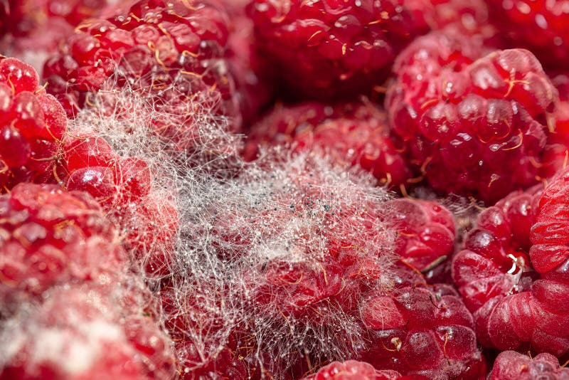 Moldy Raspberry Fruit Macro Stock Image - Image of spoilage, decayed ...