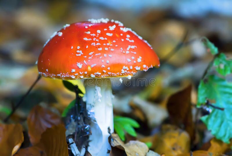 Fungus stock image. Image of autumn, mushrooms, agaric - 36681363