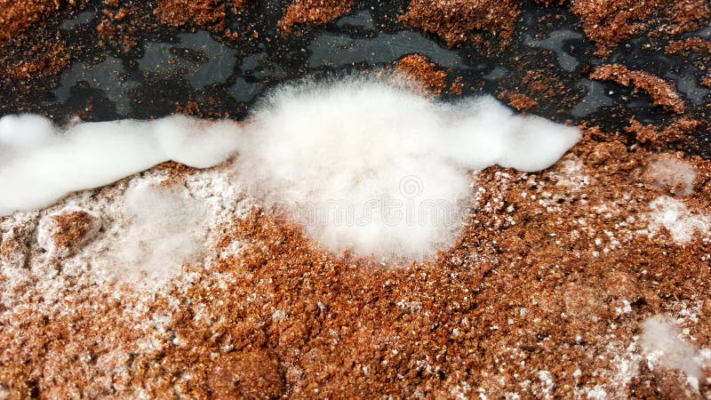 108 Fungi Rotten Rice Stock Photos - Free & Royalty-Free Stock Photos ...