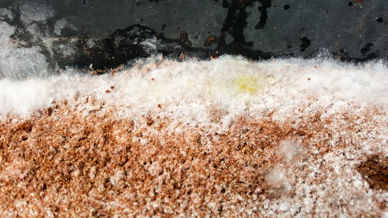 108 Fungi Rotten Rice Stock Photos - Free & Royalty-Free Stock Photos ...