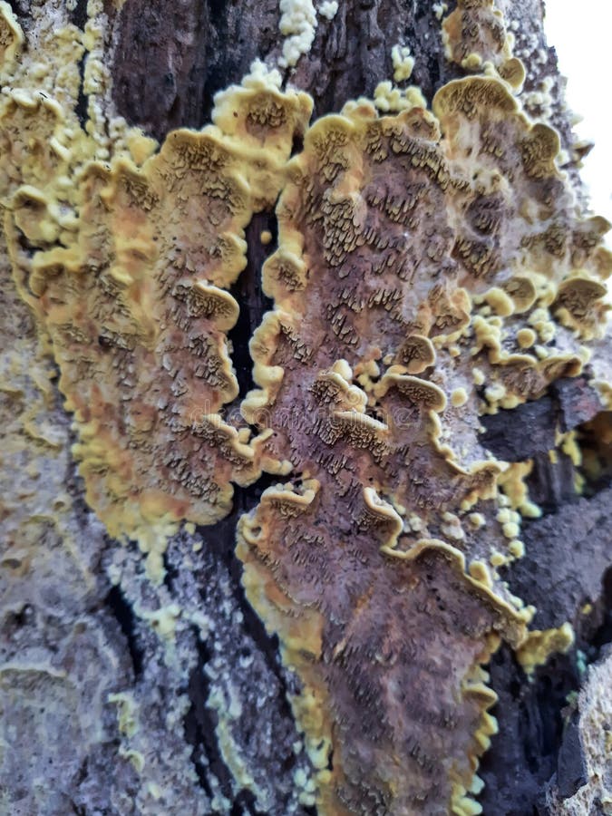 Fungus on rotting wood stock image. Image of mushroom - 224707819