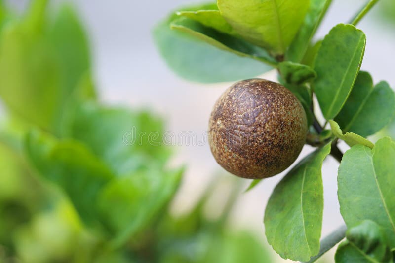 Fungus rust of lime stock image. Image of fungus, environment - 162197517