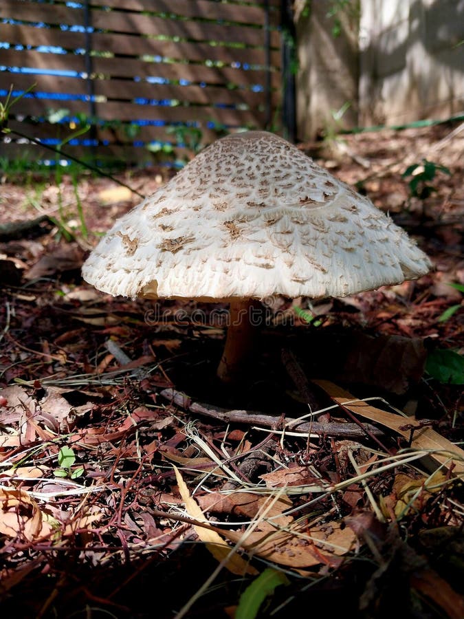 Fungus seta hongo stock photo. Image of natural, green - 273393504