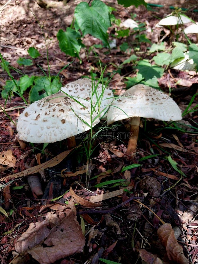 Fungus seta hongo stock photo. Image of autumn, leaf - 273393510