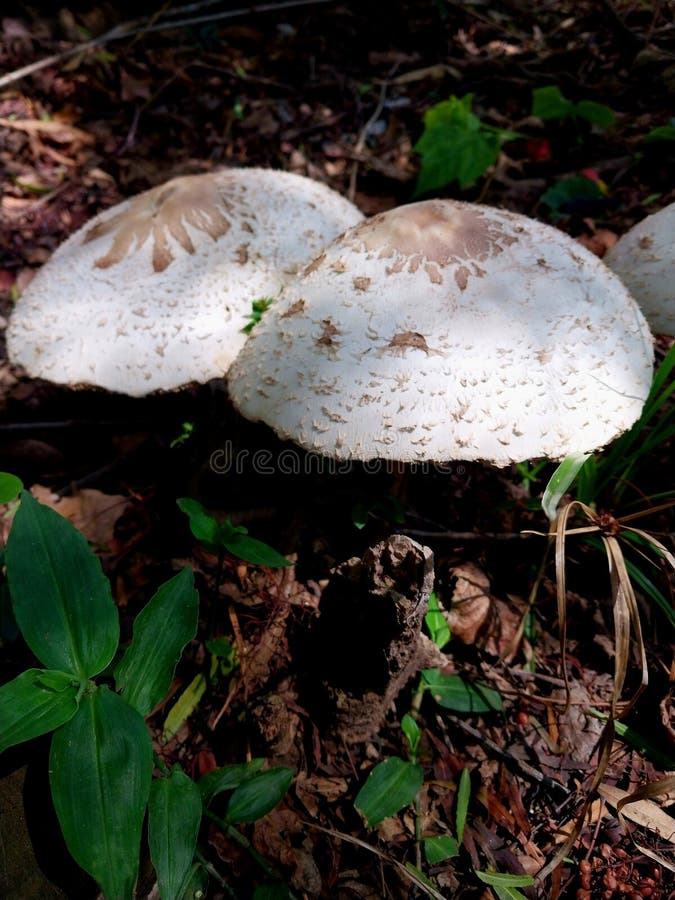 Fungus seta hongo stock image. Image of mushroom, leaf - 273393517