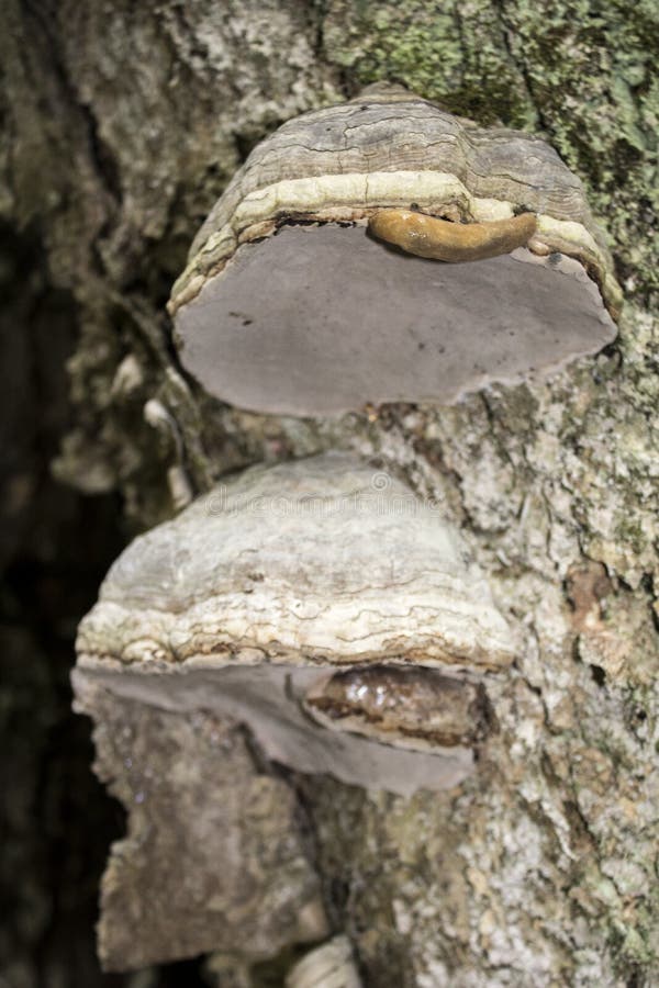 1,921 Slug Texture Stock Photos - Free & Royalty-Free Stock Photos from ...