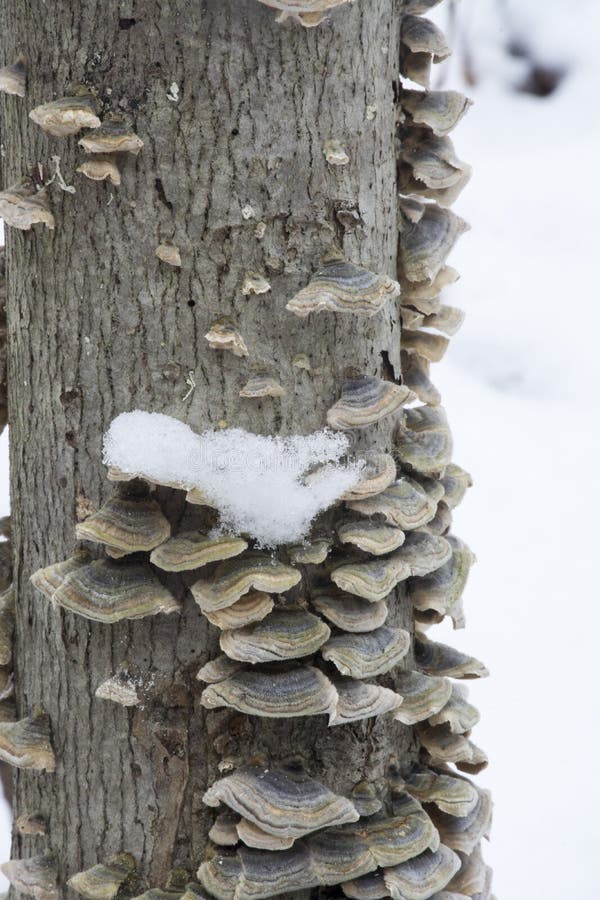 Fungus in the snow stock image. Image of vine, tree - 136745725