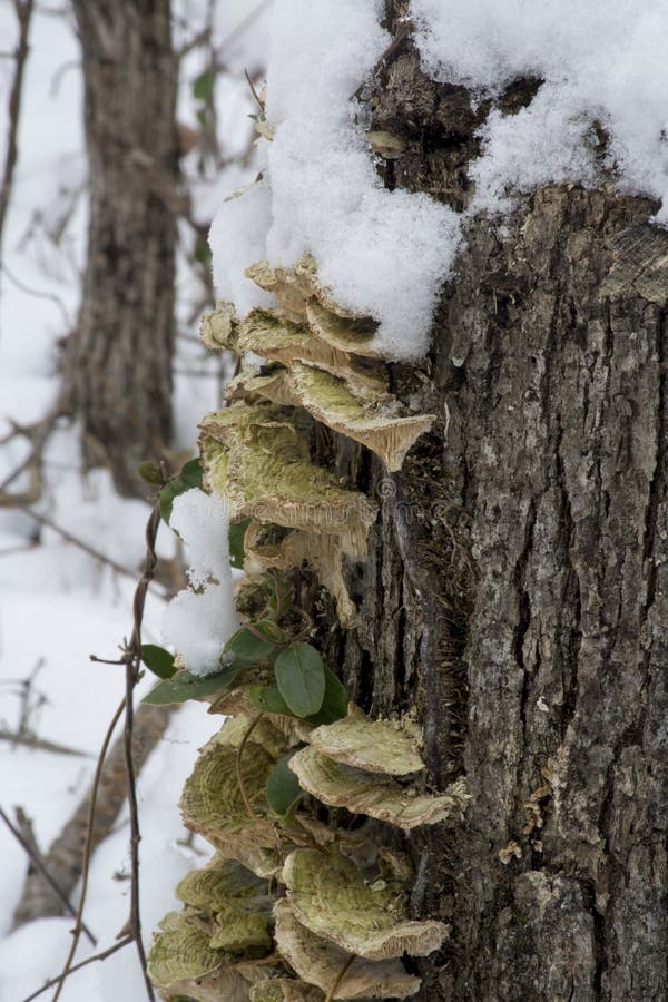 Fungus in the snow stock image. Image of light, fungus - 136745601