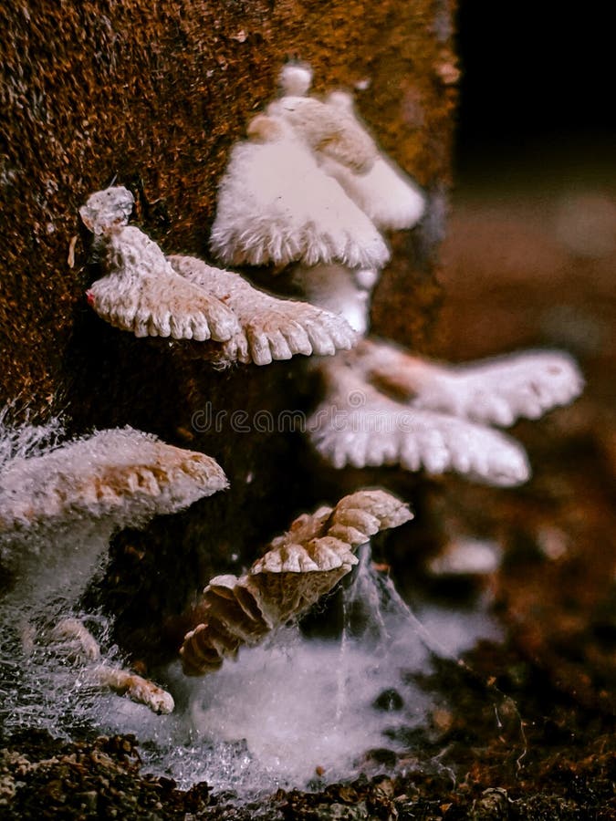 Fungus on a stick stock image. Image of freezing, nature - 180041285