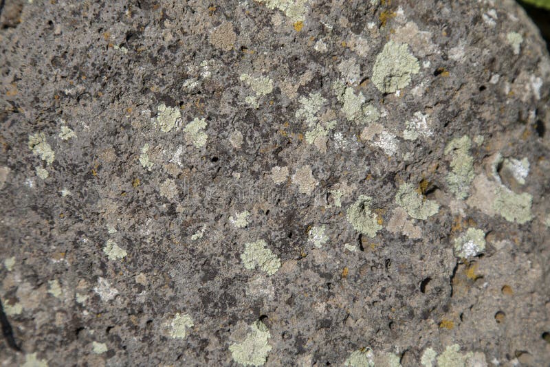 Fungus on the stone stock image. Image of macro, plant - 220196275