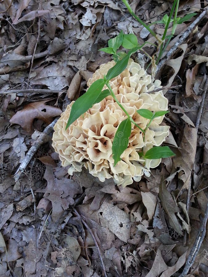 Strange Fungus stock photo. Image of fungi, nature, growth - 26485742