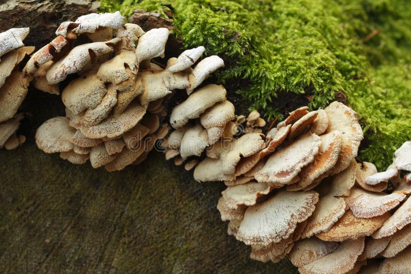 Fungus on the tree stock image. Image of outdoor, mushrooms - 18646511