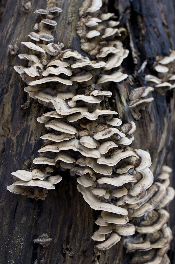 Fungus on a tree stock image. Image of detail, fungus - 24206639