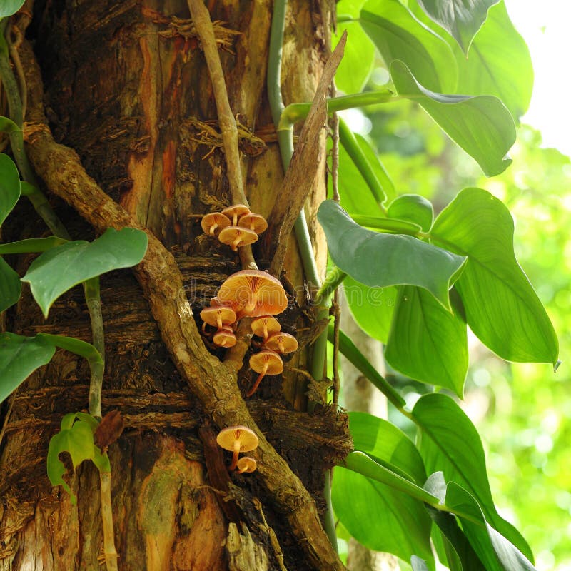 Fungus on a tree. stock photo. Image of sliced, tropical - 26377708