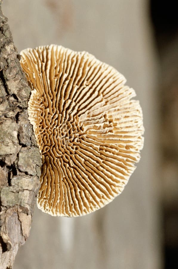Fungus Growing on Tree Designed Shape Stock Photo - Image of natural ...