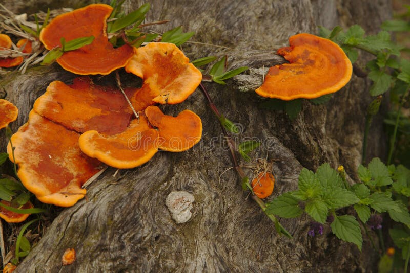 Fungus at a tree stock image. Image of rotten, plants - 45311637