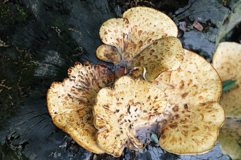 Fungus on Tree Stump stock image. Image of forest, green - 7279339