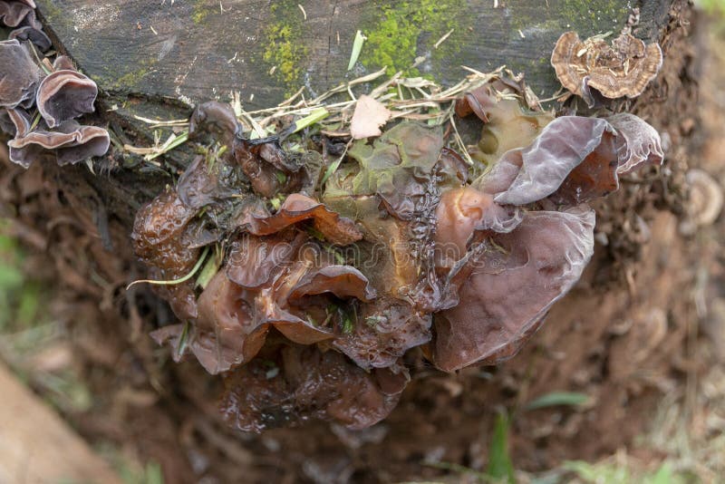 Fungus on a Tree Stump stock photo. Image of decay, garden - 135696584